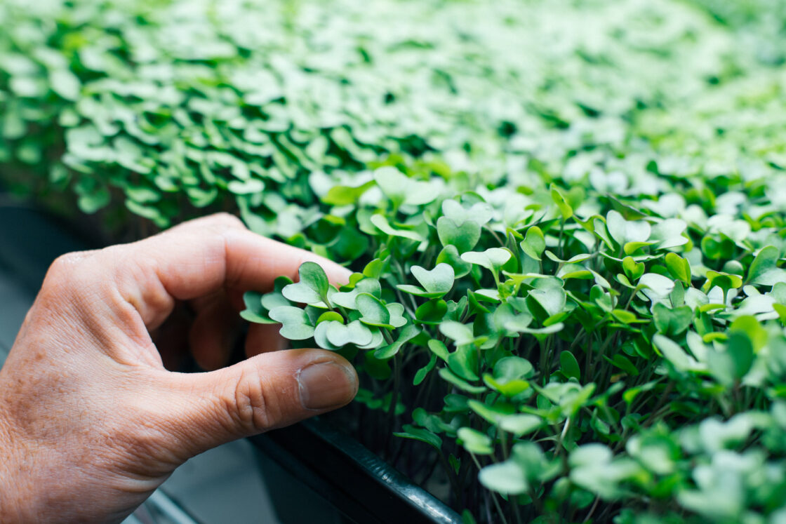 合同会社 Farm Sam | おおいた、食のたすき。